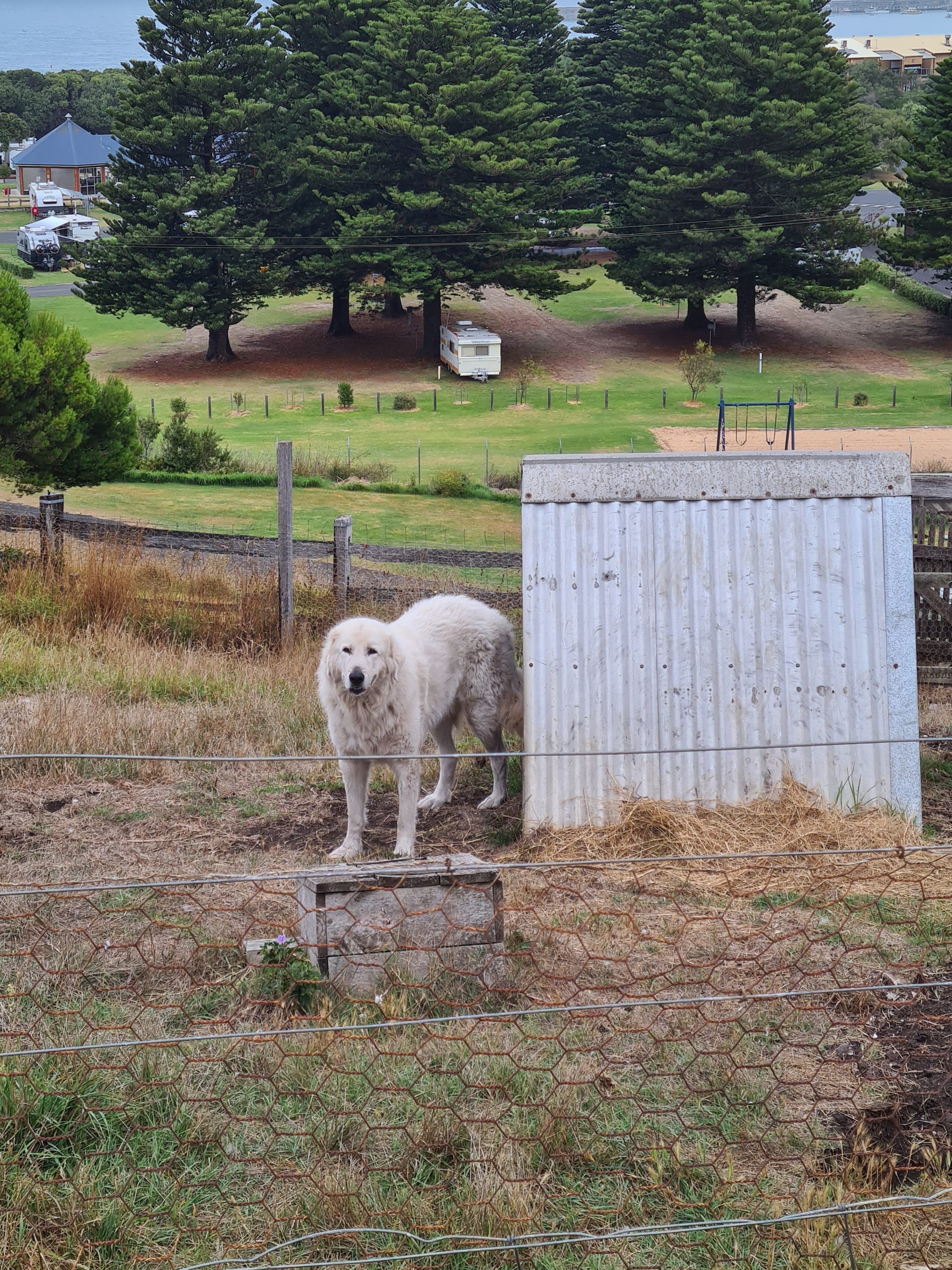 M: Maremma Dogs - INSPIRING MAX